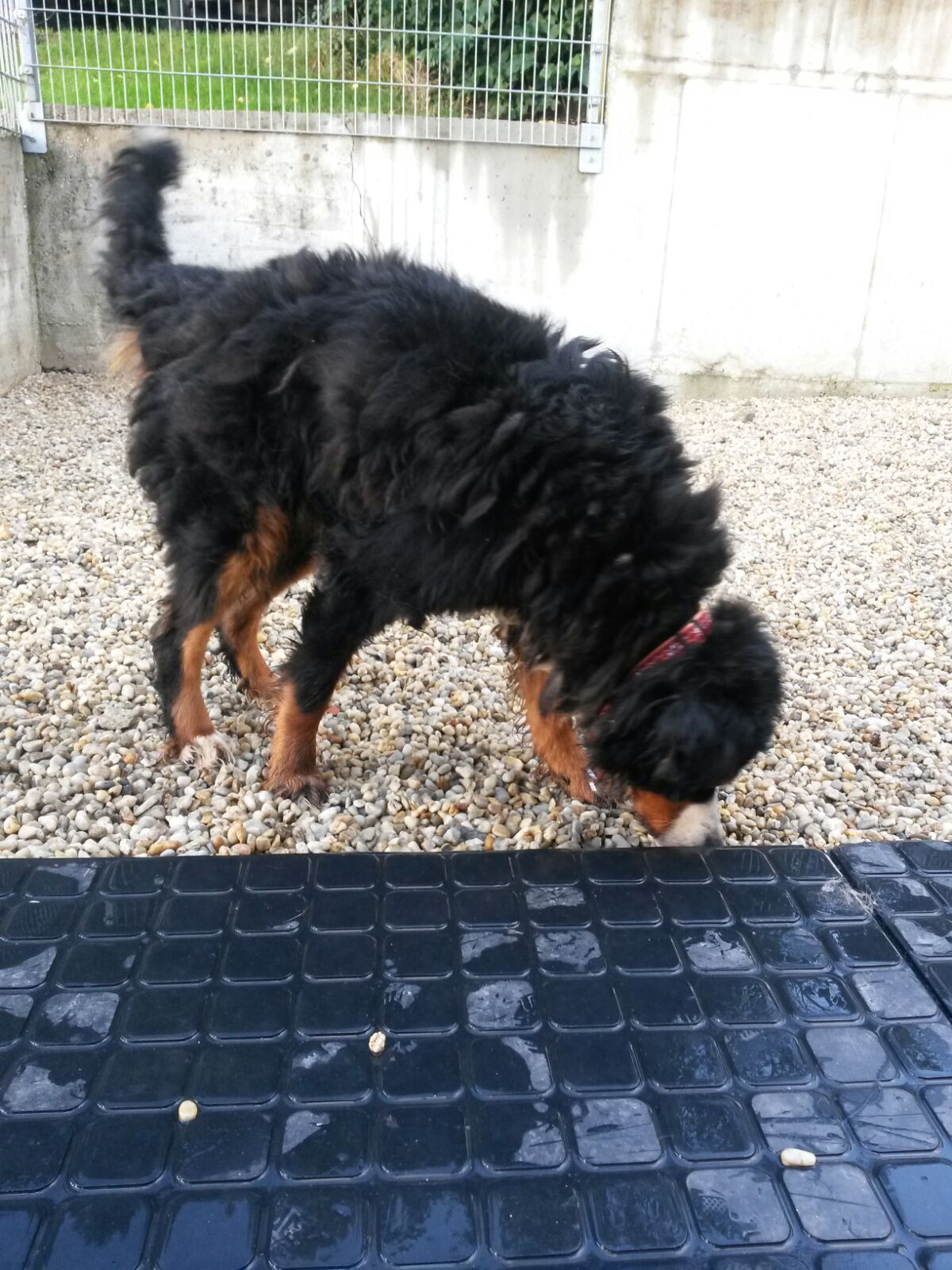 trttt – Tierschutzliga Stiftung