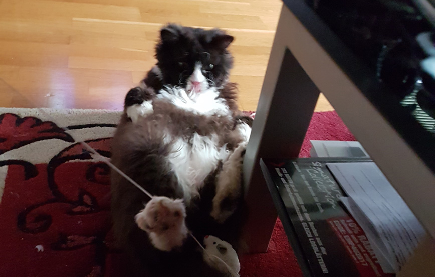 Viele Grüße von Loki und Scrootch – Tierschutzliga Stiftung