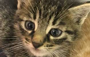 Fünf Katzenbabys aus dem Tierheim Bückeburg suchen Start-ins-Leben ...